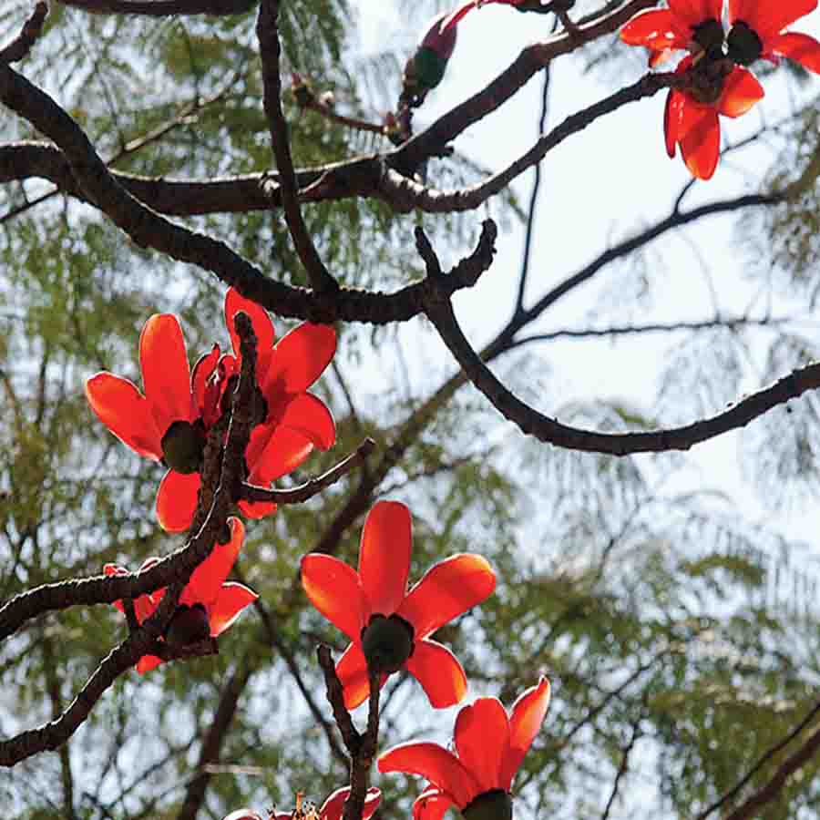 ত্বকের সংক্রমণ, যোনিতে সংক্রমণ, যে কোনও ক্ষত, প্রস্রাবের সমস্যাও মেটাতে ...