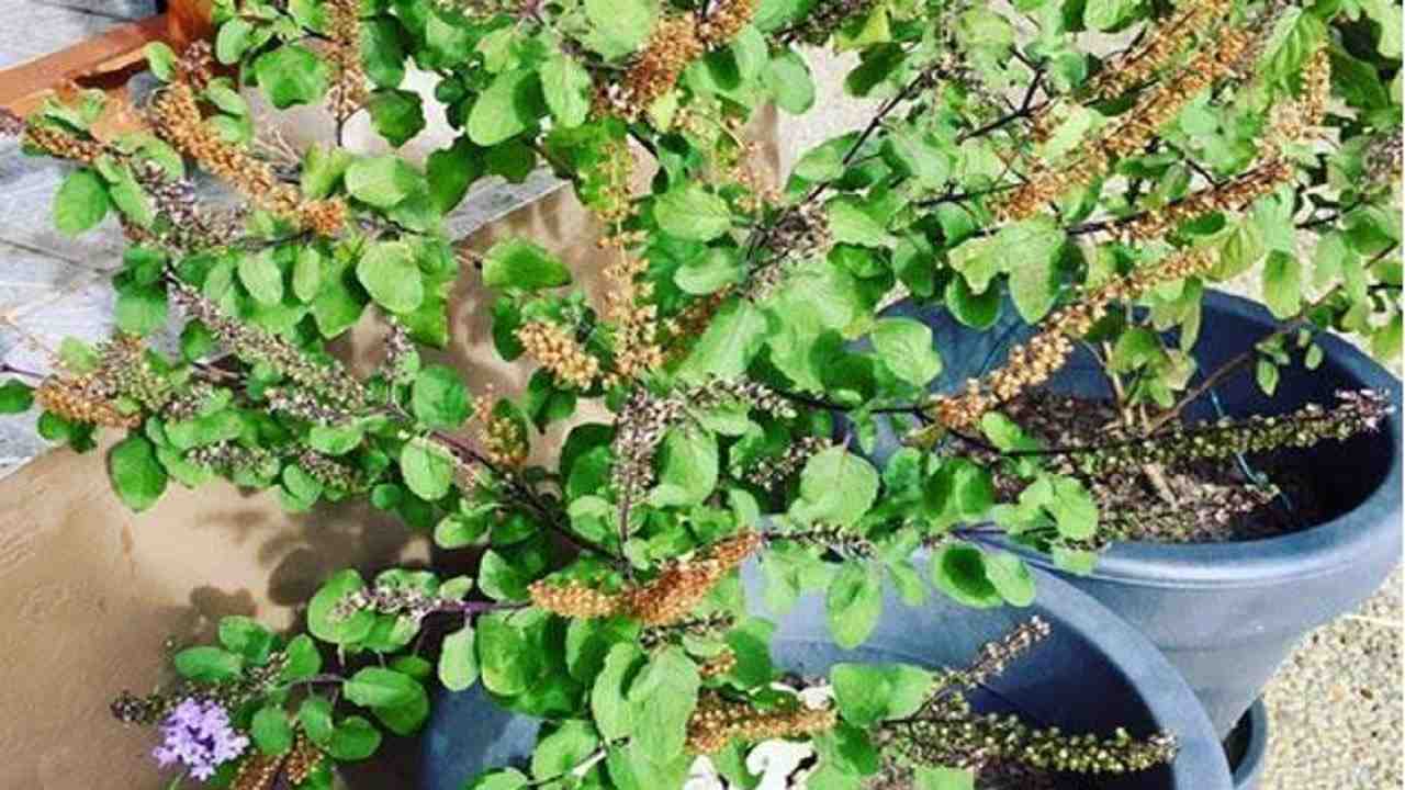 বৈশাখ মাসকে মাধব মাসও বলা হয়। পদ্মপুরাণে বলা হয়েছে এই মাসে সাদা ...