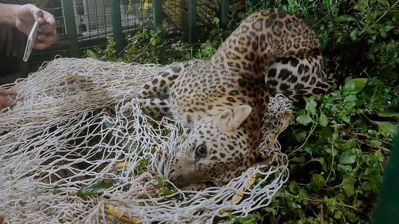 Leopard Recovered: বাড়ির পোষ্যই জানান দিয়েছিল বিপদের, টর্চের আলো ...