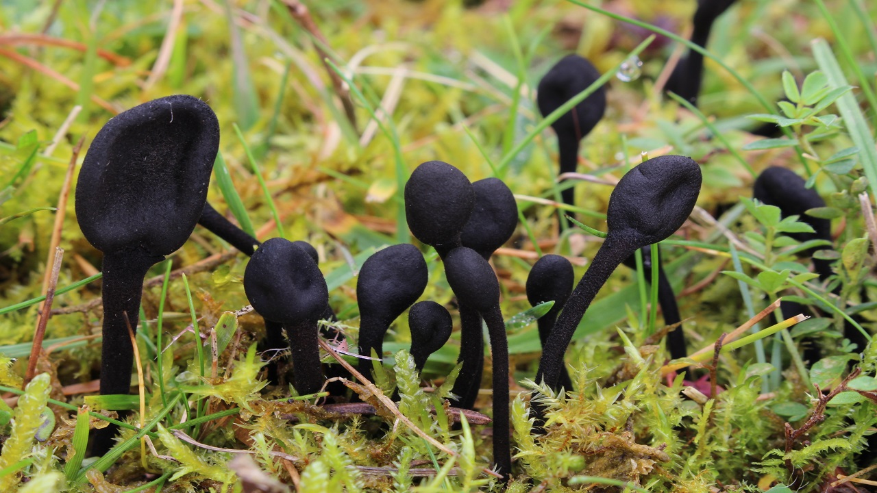 Unique Species Of Fungus: দেখতে কালো জিভের মতো, বিজ্ঞানীদের কালঘাম ...