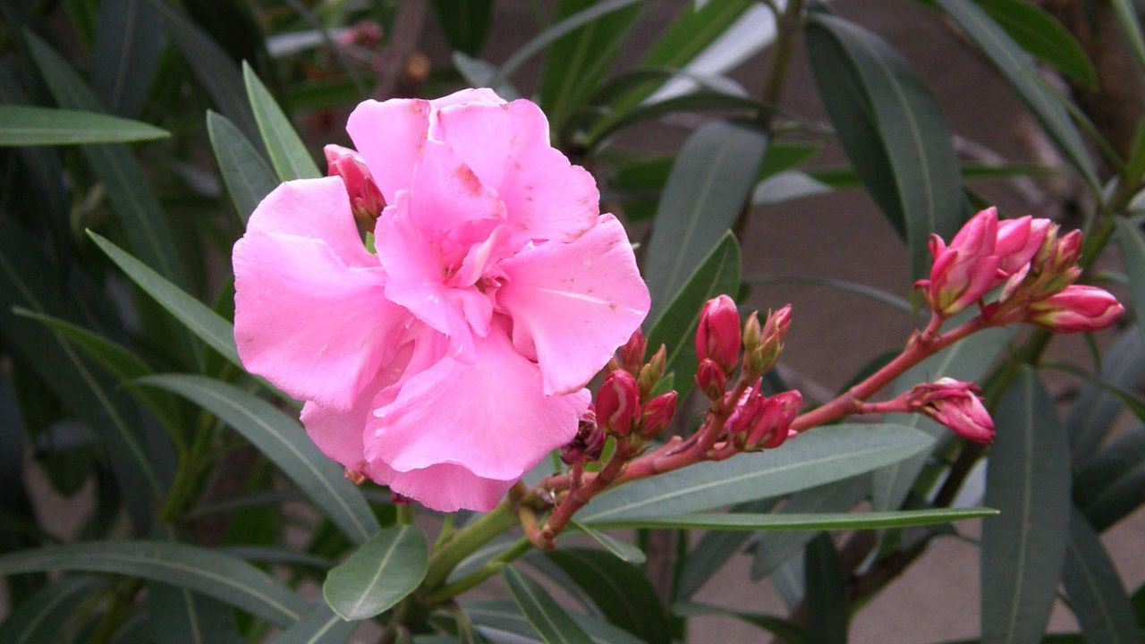 হলুদ রঙের কাঠ করবী ফুল ভগবান বিষ্ণুর খুব প্রিয়। মনে করা হয়, ভগবান ...